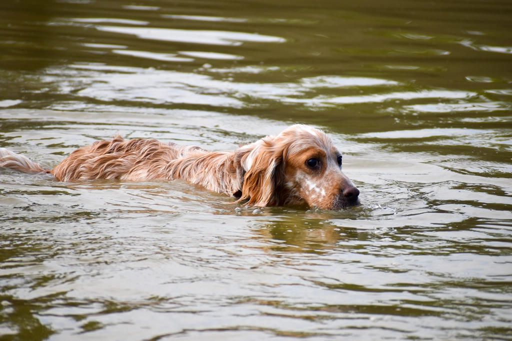 Home - The Setter & Pointer Project