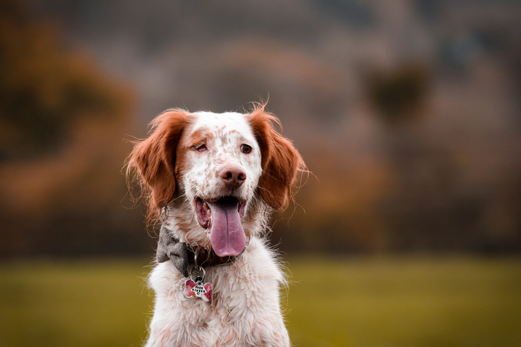 Setters - The Setter & Pointer Project