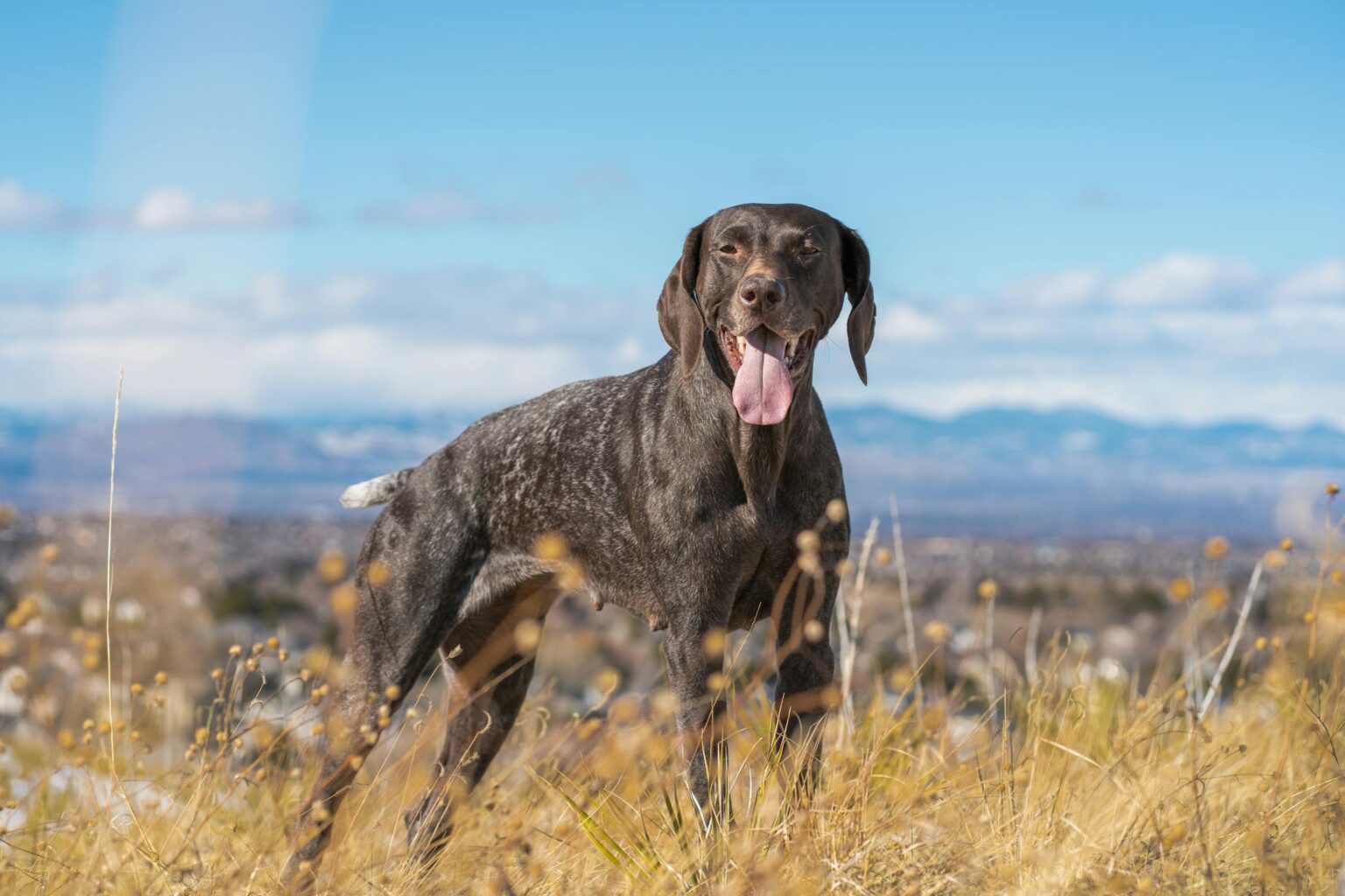 Home - The Setter & Pointer Project