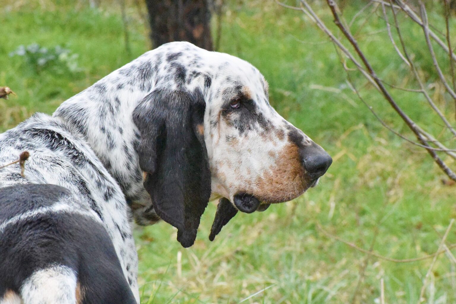 Home - The Setter & Pointer Project