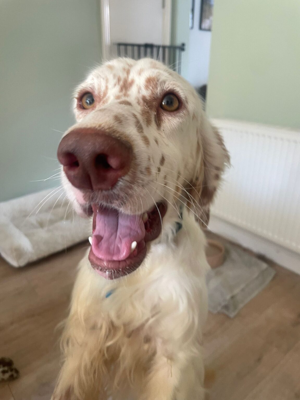 Marshall - The Setter & Pointer Project