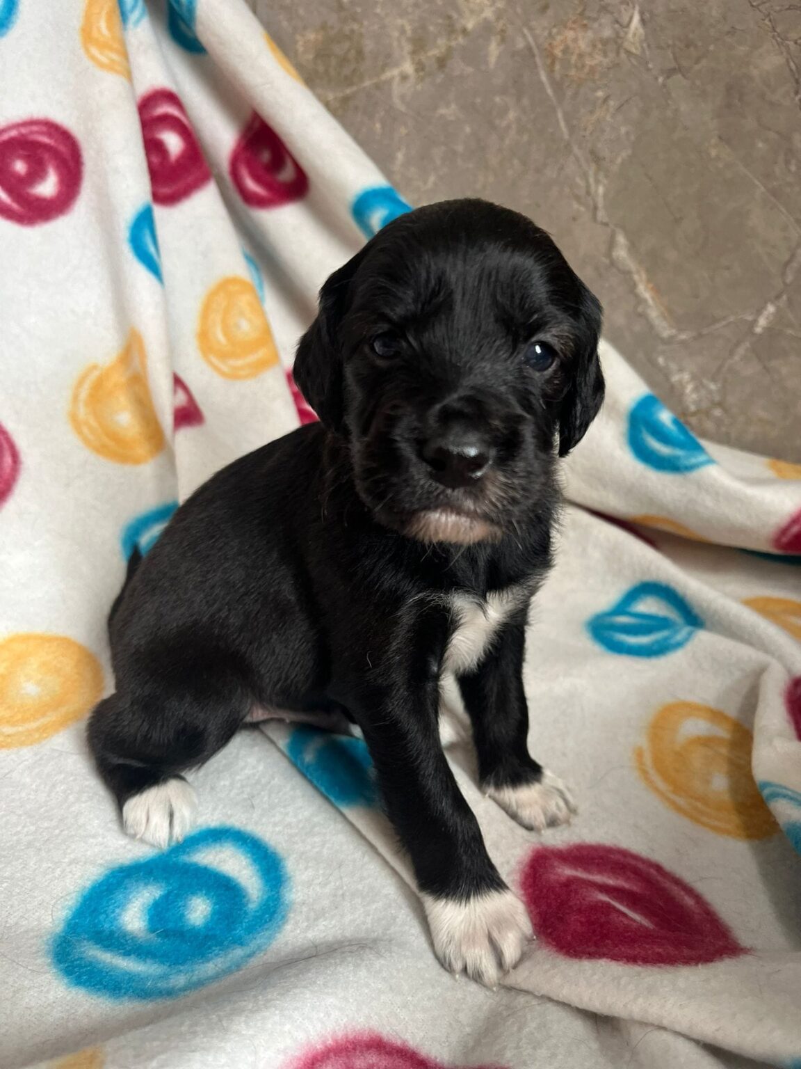 Perfect puppies - The Setter & Pointer Project