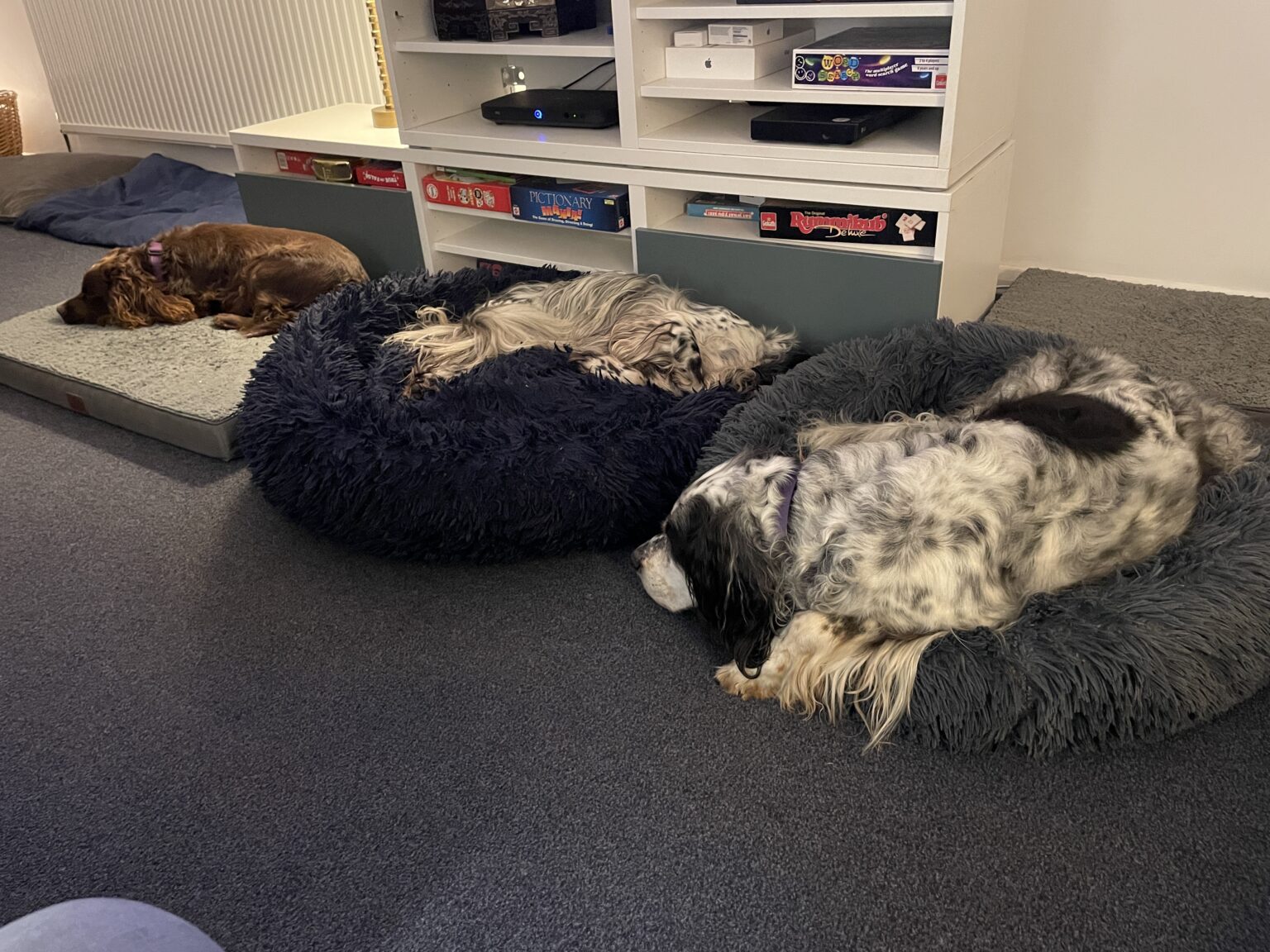 Co-sleeping: benefits & alternatives - The Setter & Pointer Project