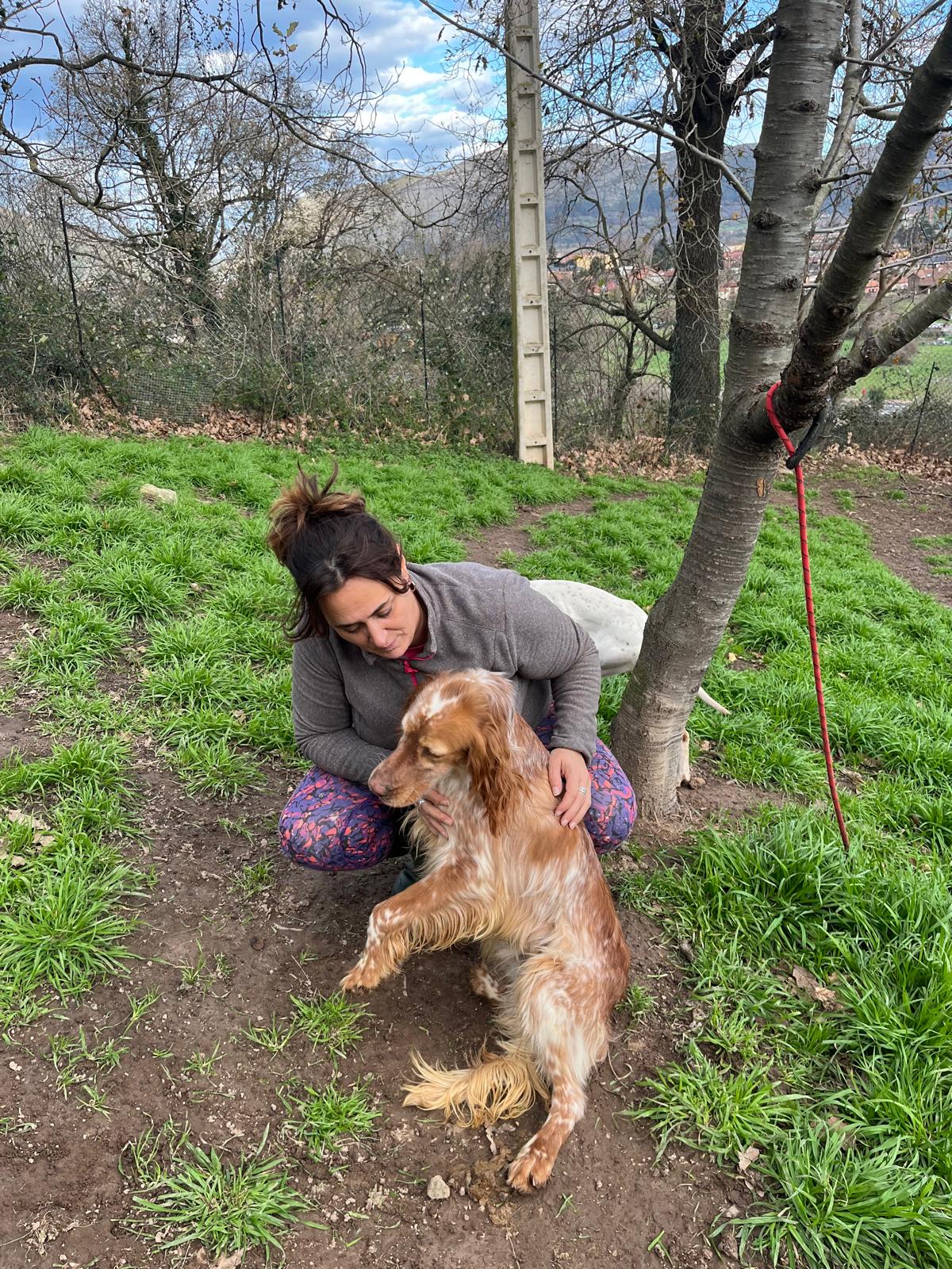 Tito - The Setter & Pointer Project