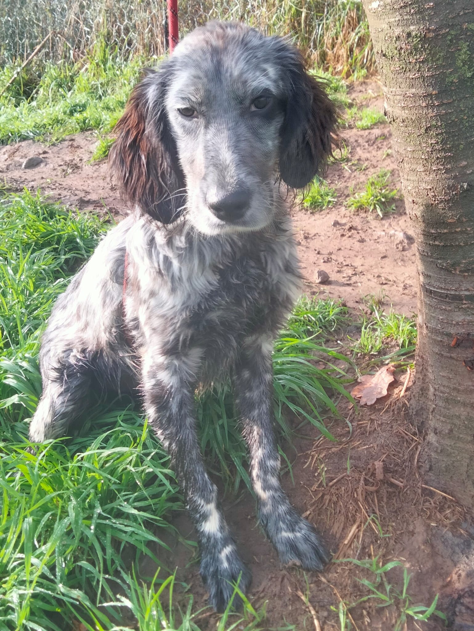 Tigger - The Setter & Pointer Project