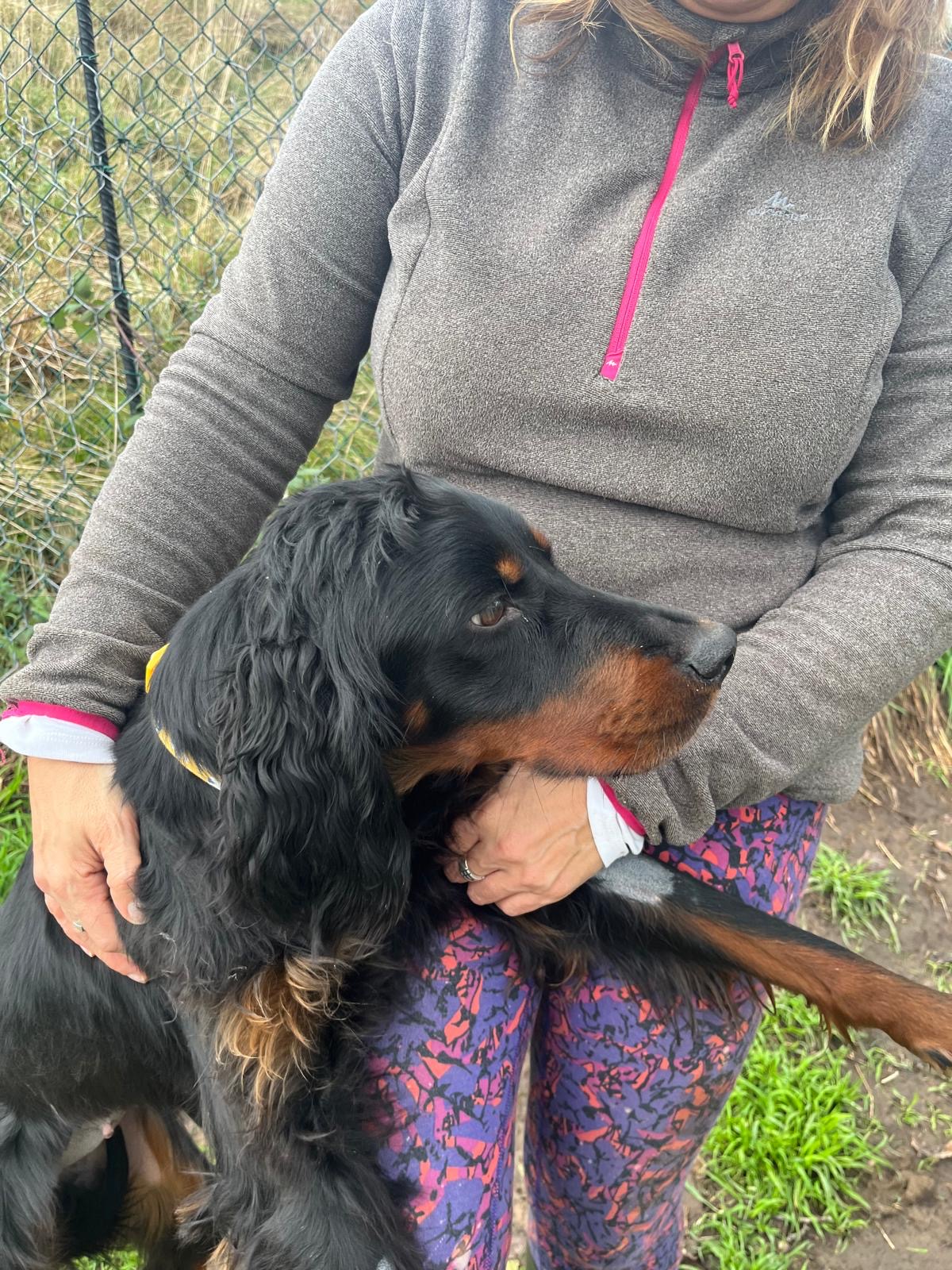 Ona - The Setter & Pointer Project