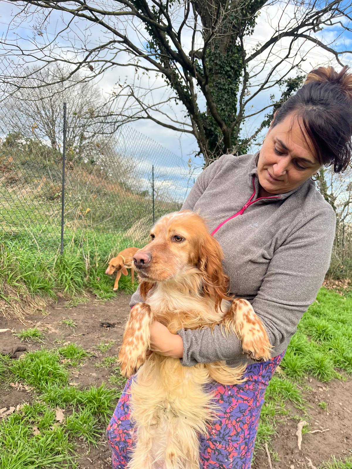 Tito - The Setter & Pointer Project