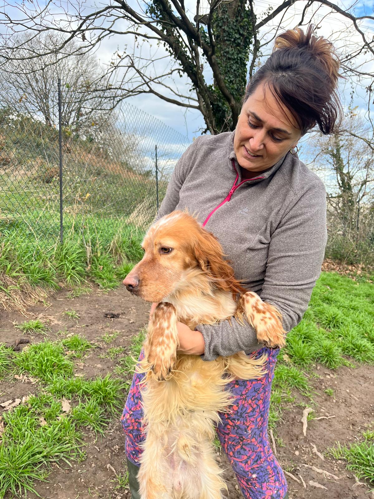 Tito - The Setter & Pointer Project