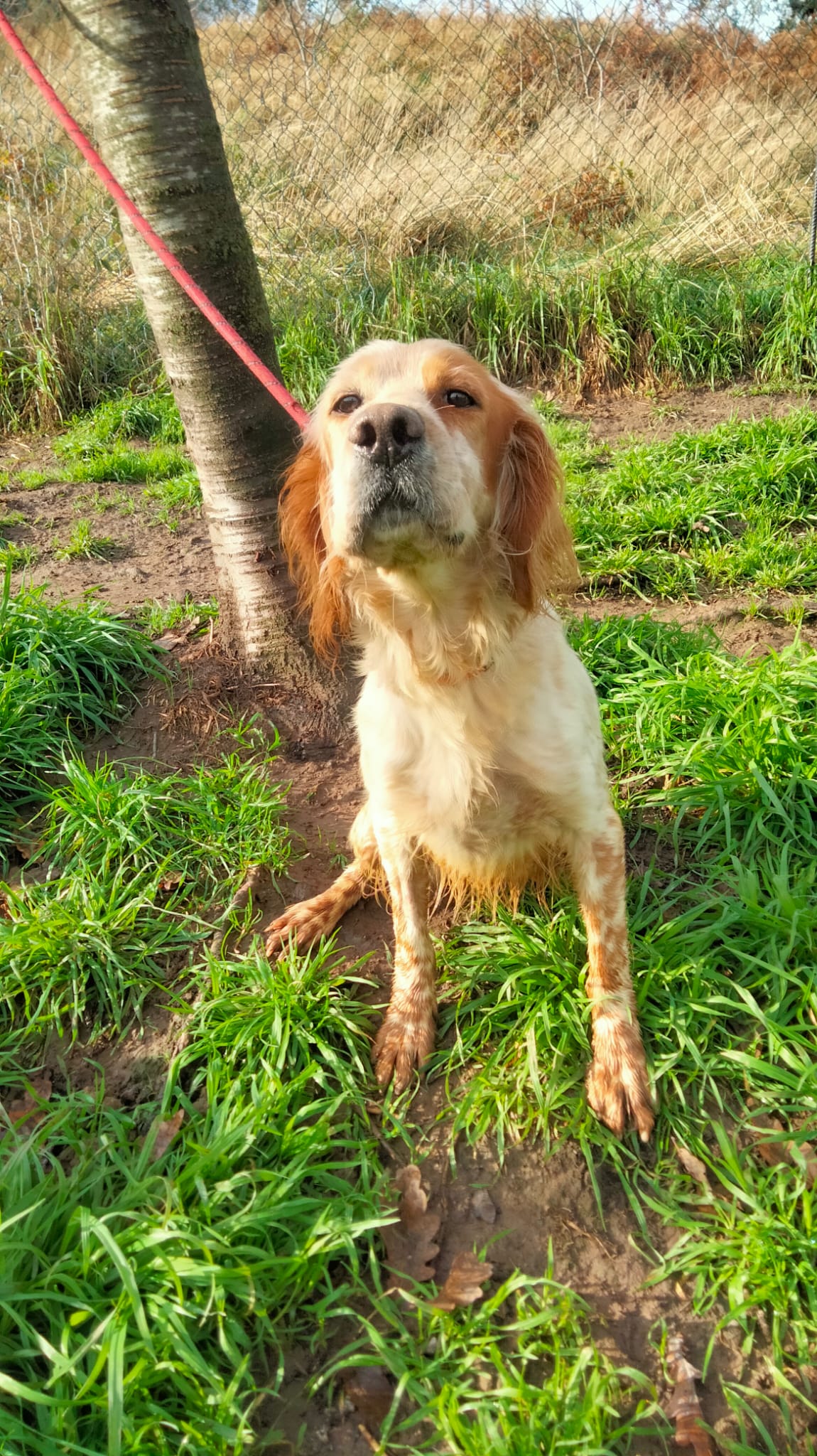 Ali - The Setter & Pointer Project